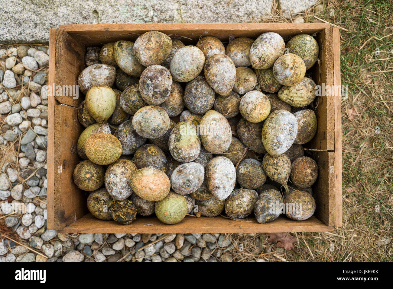 Box of frozen squash hi-res stock photography and images - Alamy