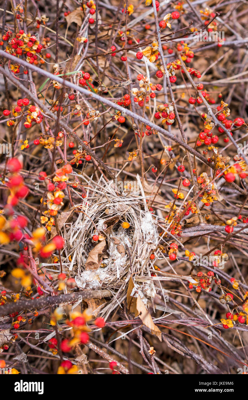 Late fall and birds nest hi-res stock photography and images - Alamy