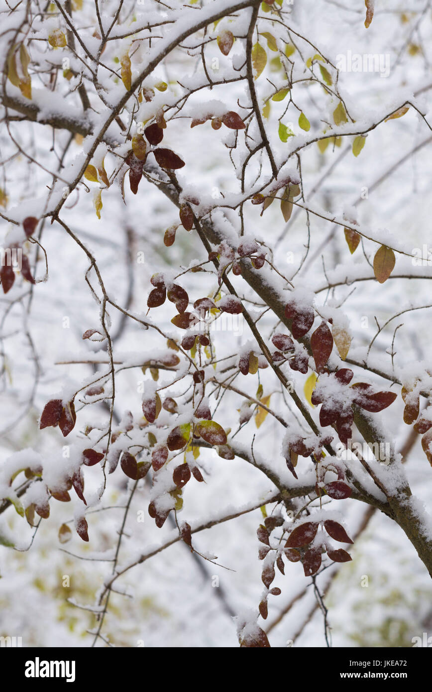 USA, Massachusetts, Cape Ann, Gloucester, early snowfall Stock Photo ...