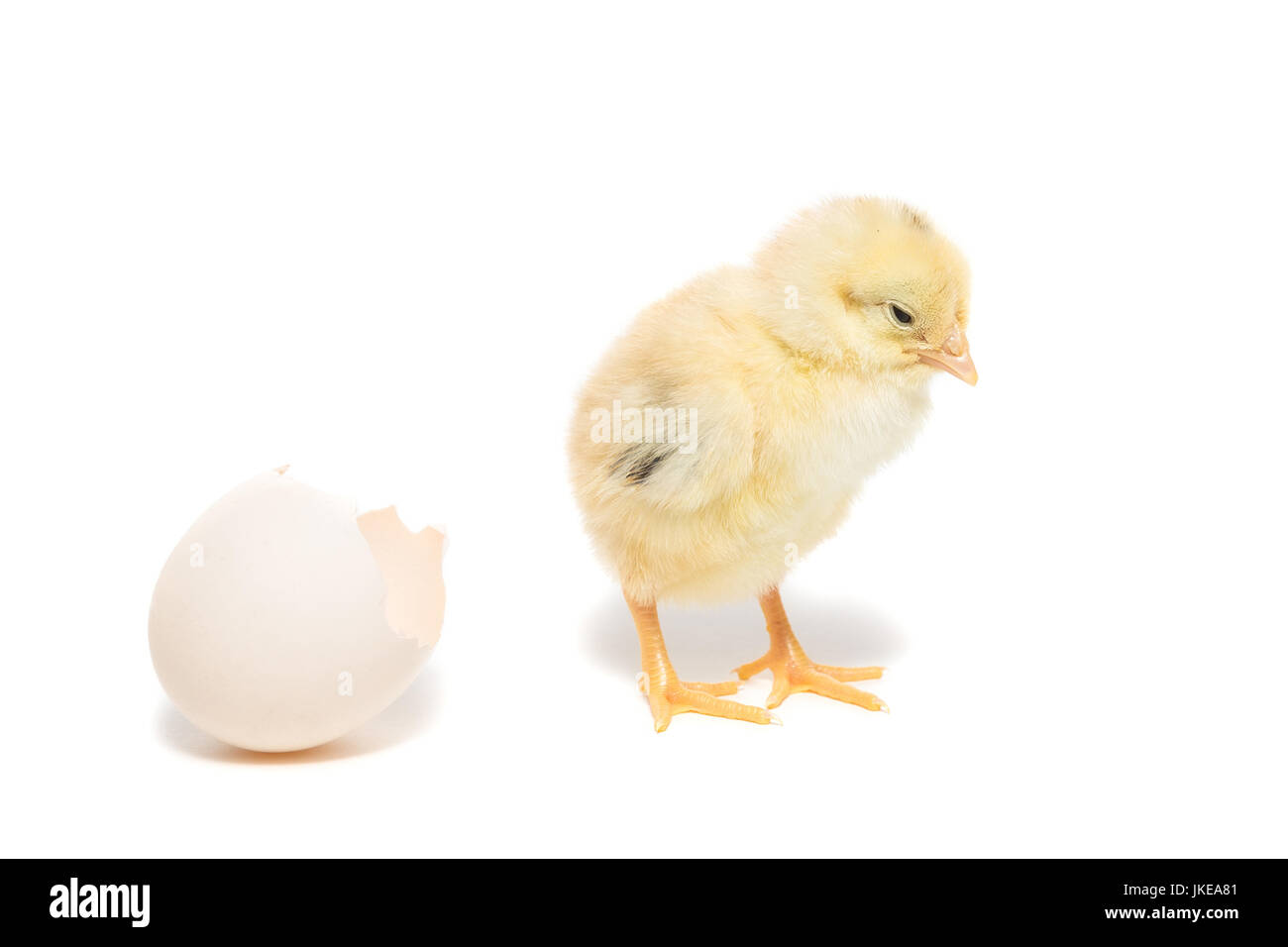 Cute chicken easter tree egg hi-res stock photography and images - Alamy
