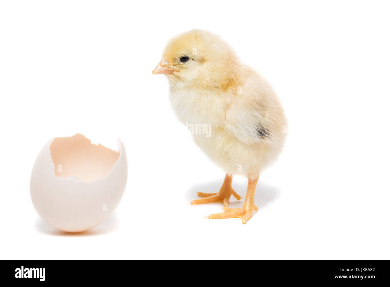 Chick hatching from shell Cut Out Stock Images & Pictures - Alamy