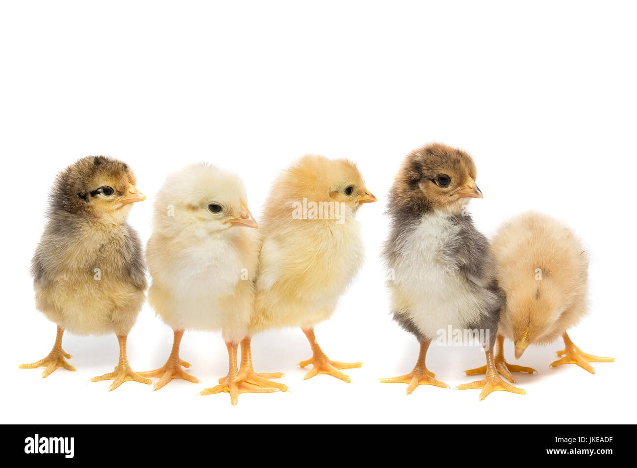 Five chickens on white background, isolation, village, summer Stock ...