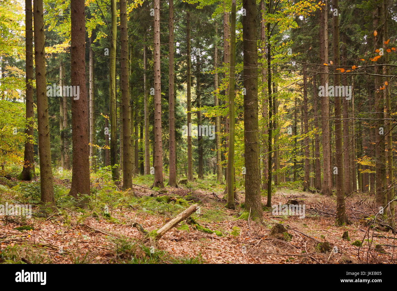Germany, Baden-Wuerttemberg, Black Forest, Rote Lache, The Black Forest ...