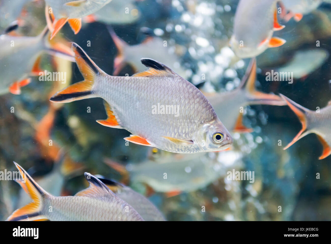 Tinfoil barb fish or Barbonymus schwanenfeldii, fresh water fish in ...