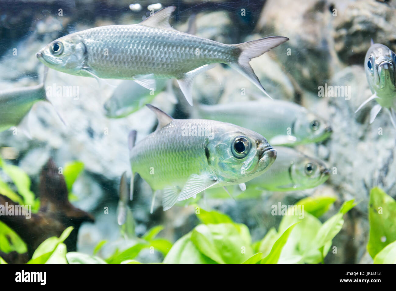 Tarpon Indo-Pacific or Megalops cyprinoides fish with grass background ...