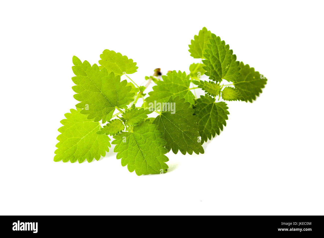 Stinging nettle branch with leaves isolated on white Stock Photo - Alamy