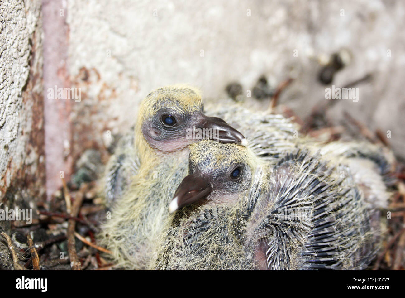 Pigeon children in the nest. Put his beak on his brother's head. With ...