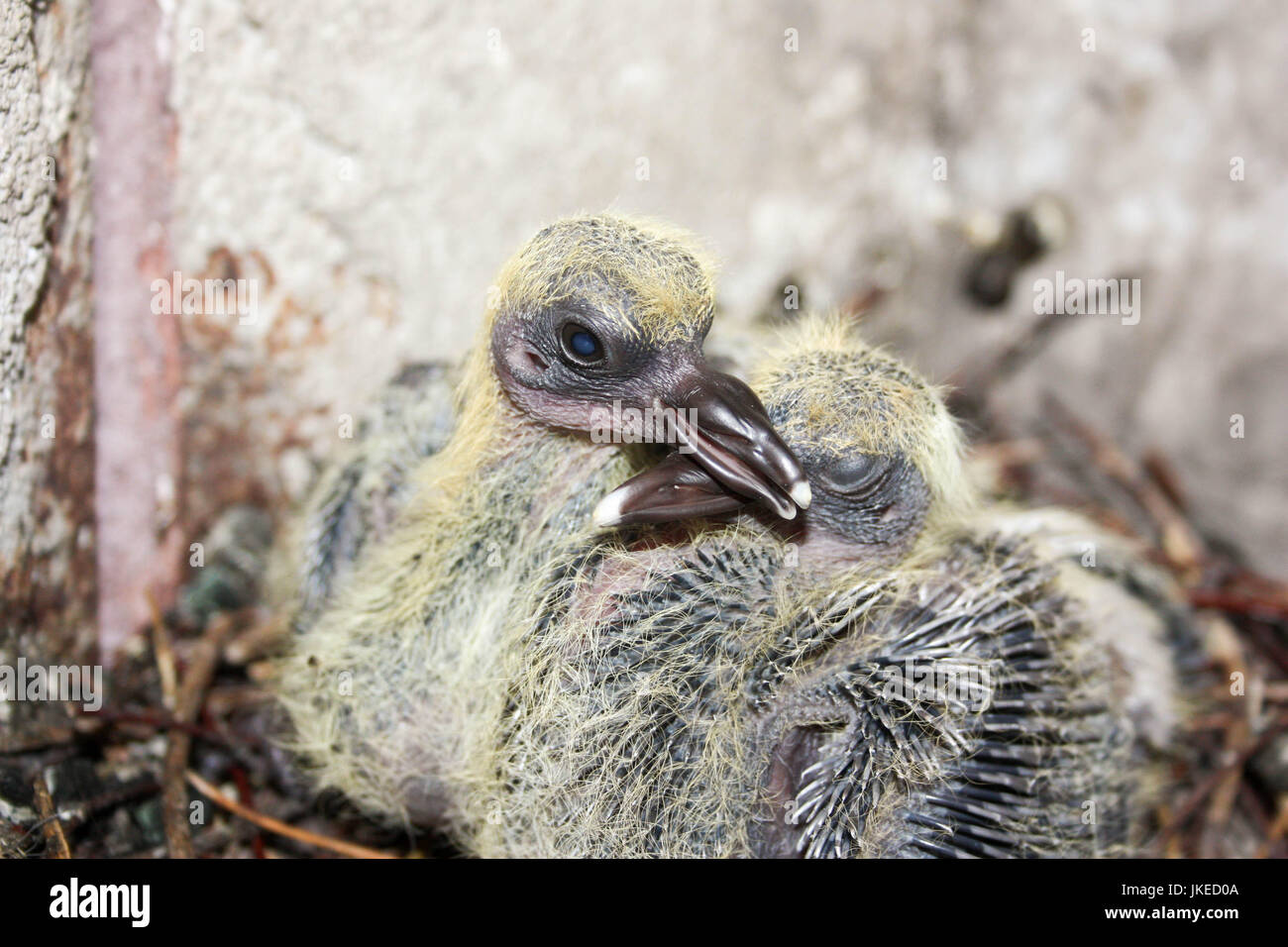 Pigeon children in the nest. Embrace. With plumage small. Photo for ...