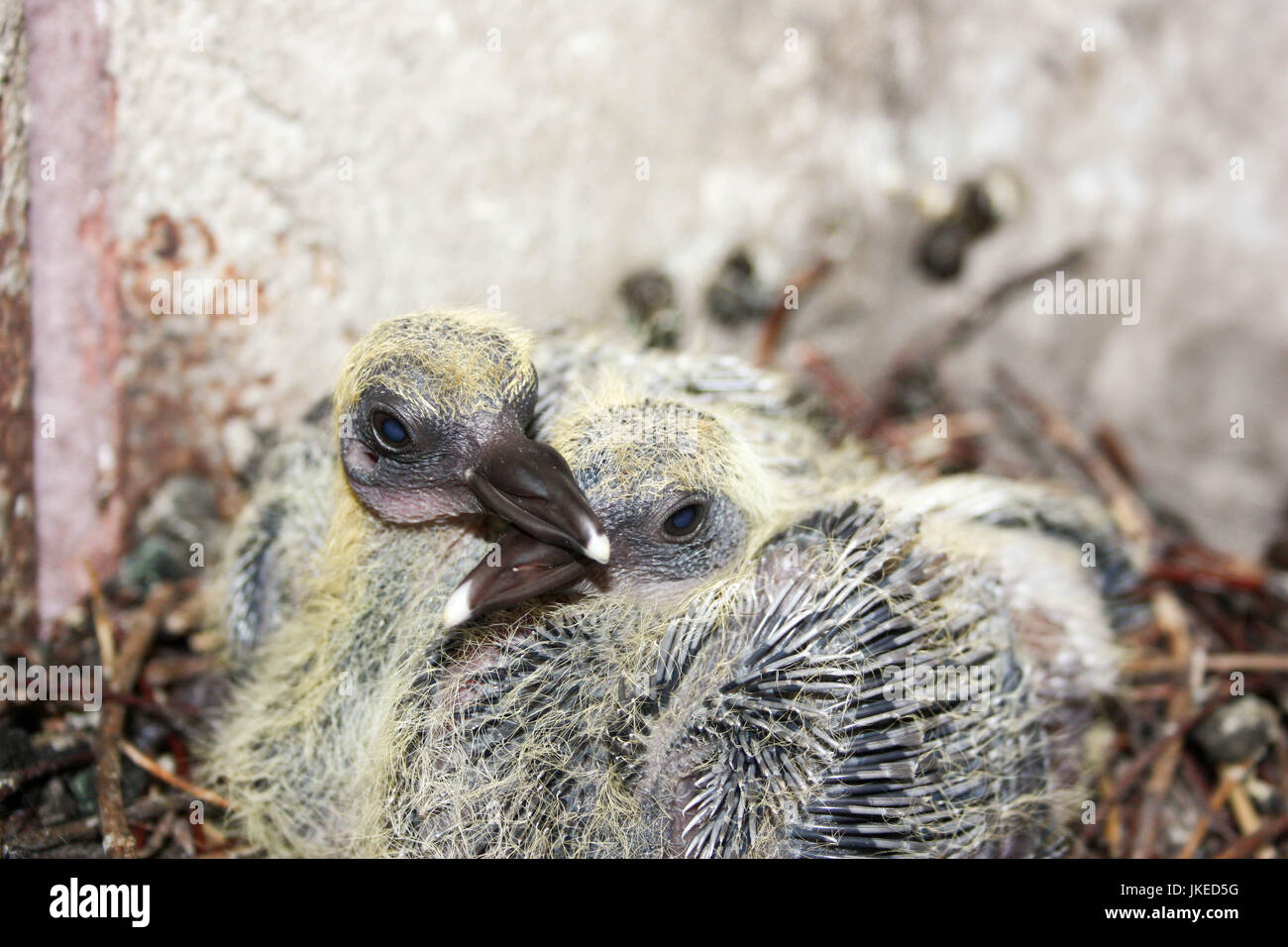 Pigeon children in the nest. With plumage small. Photo for your design ...