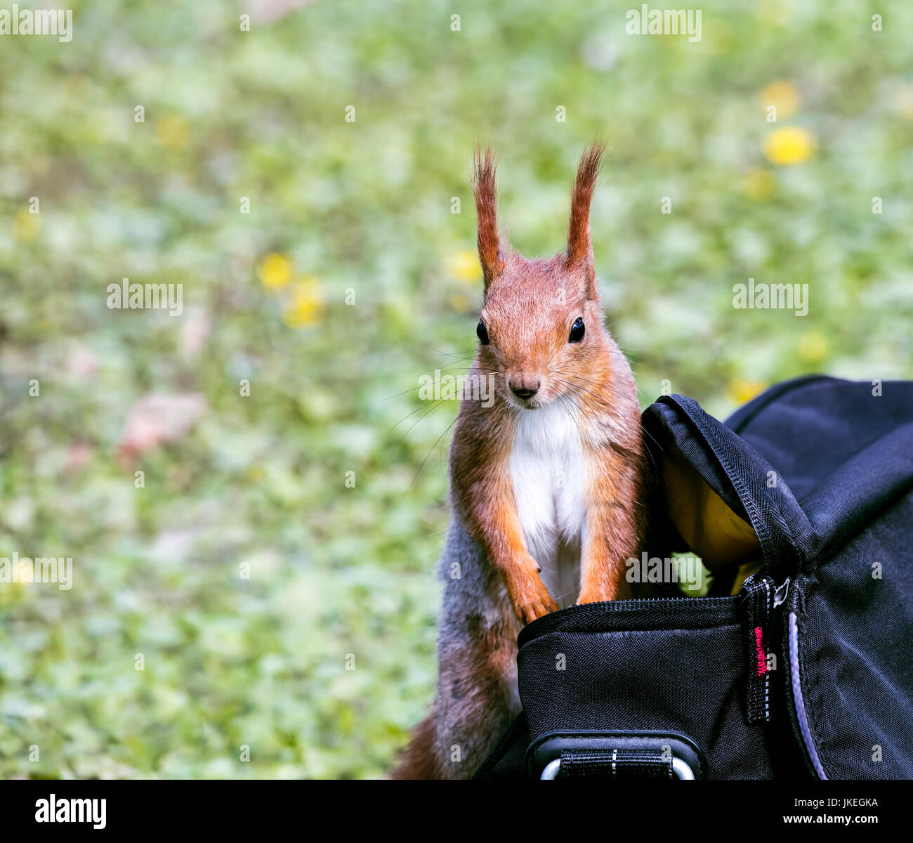 little hungry squirrel searching for food in bag on blurred green grass ...