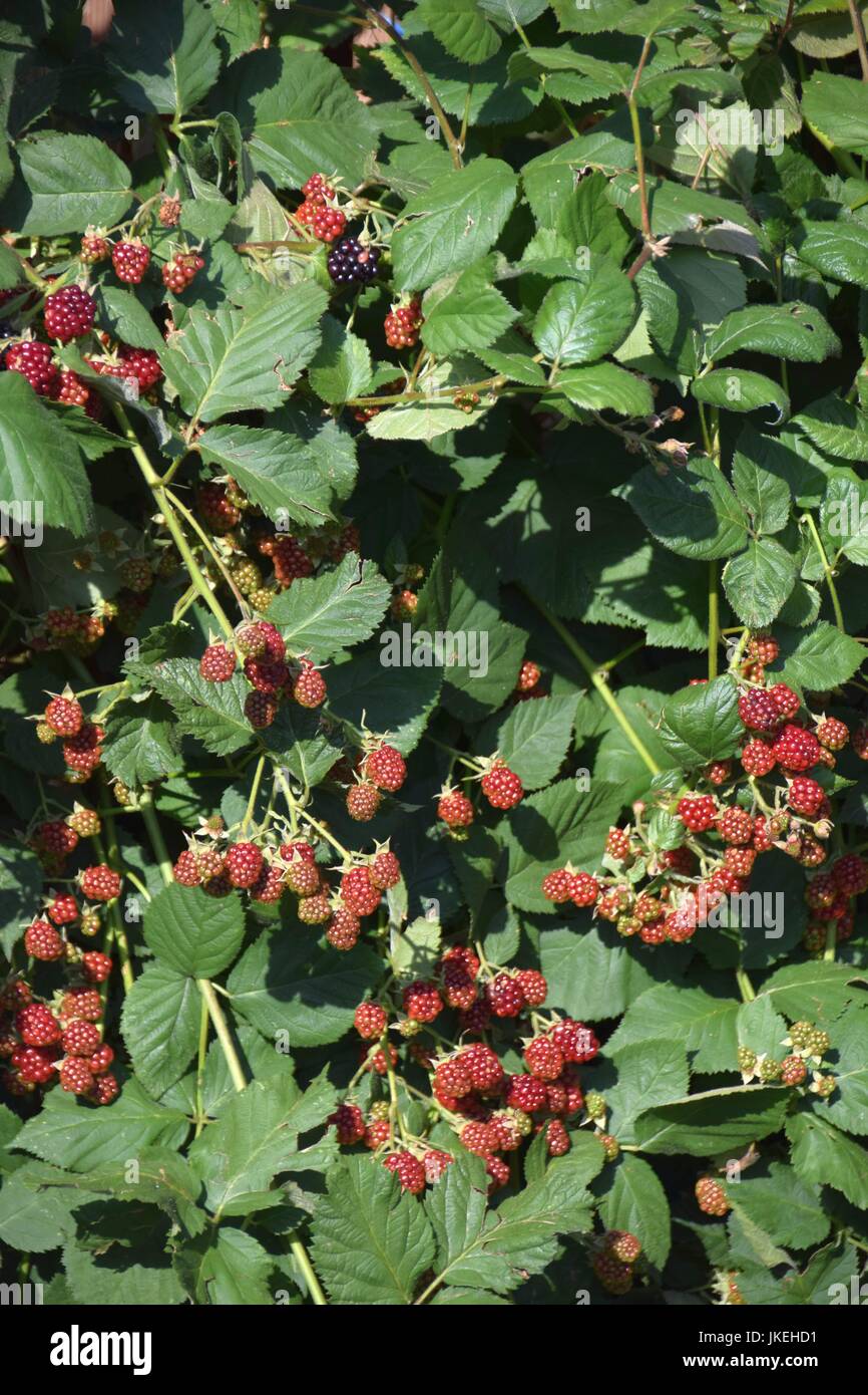Brombeerstrauch hi-res stock photography and images - Alamy