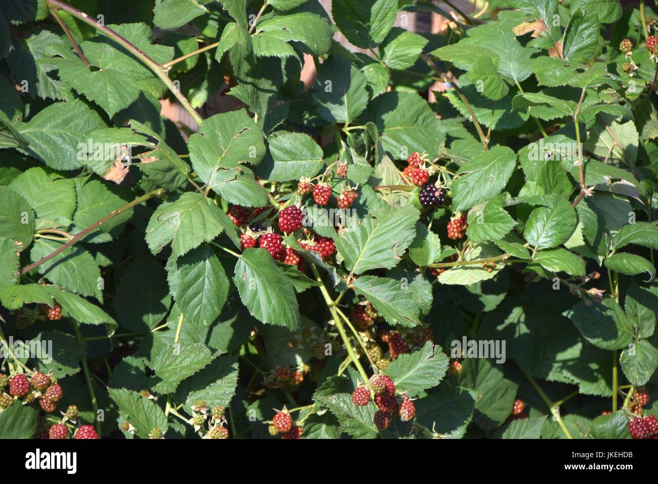 blackberries, blackberry, Rubus Stock Photo - Alamy