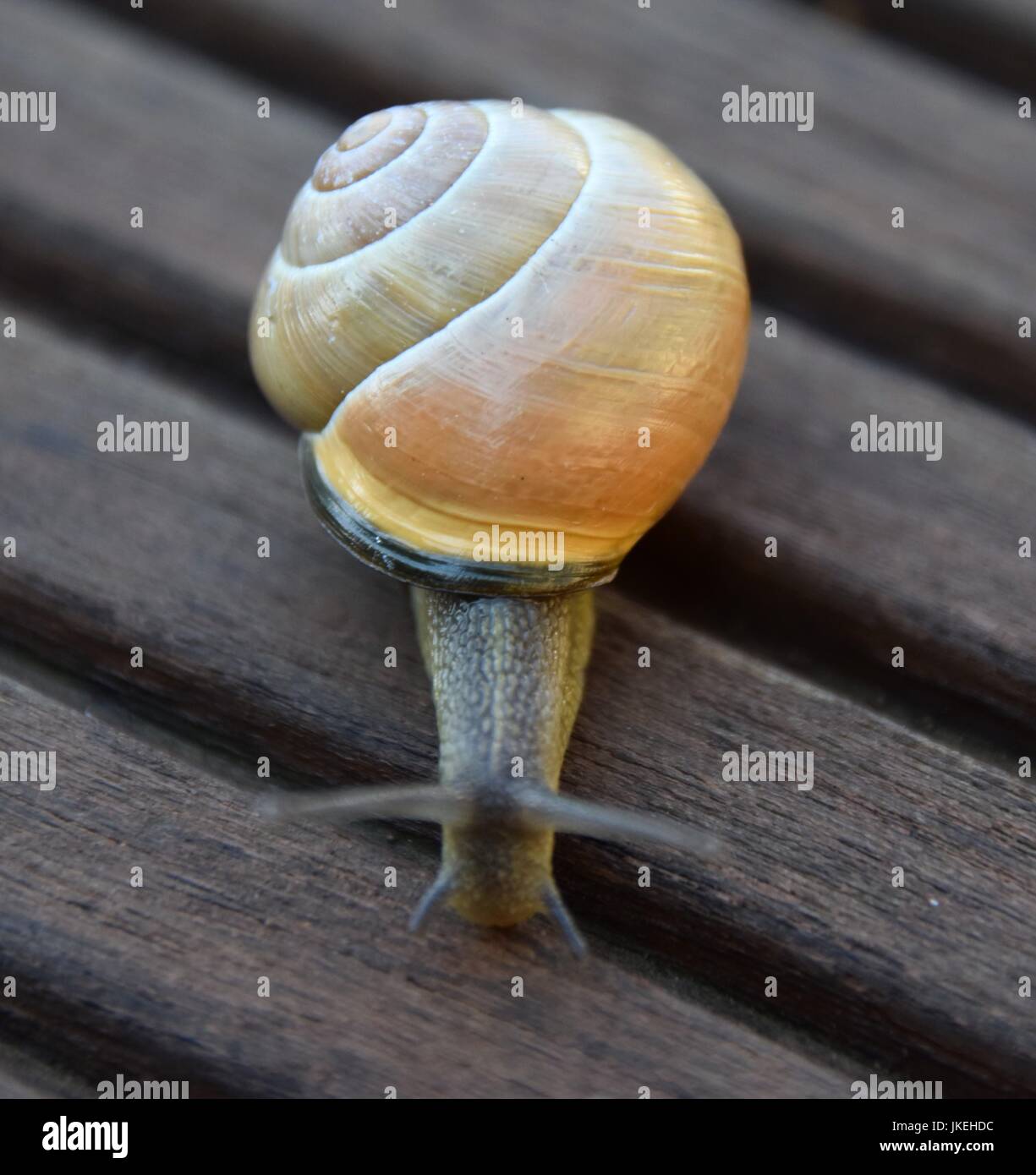 Dextral coiling shell snail hi-res stock photography and images - Alamy