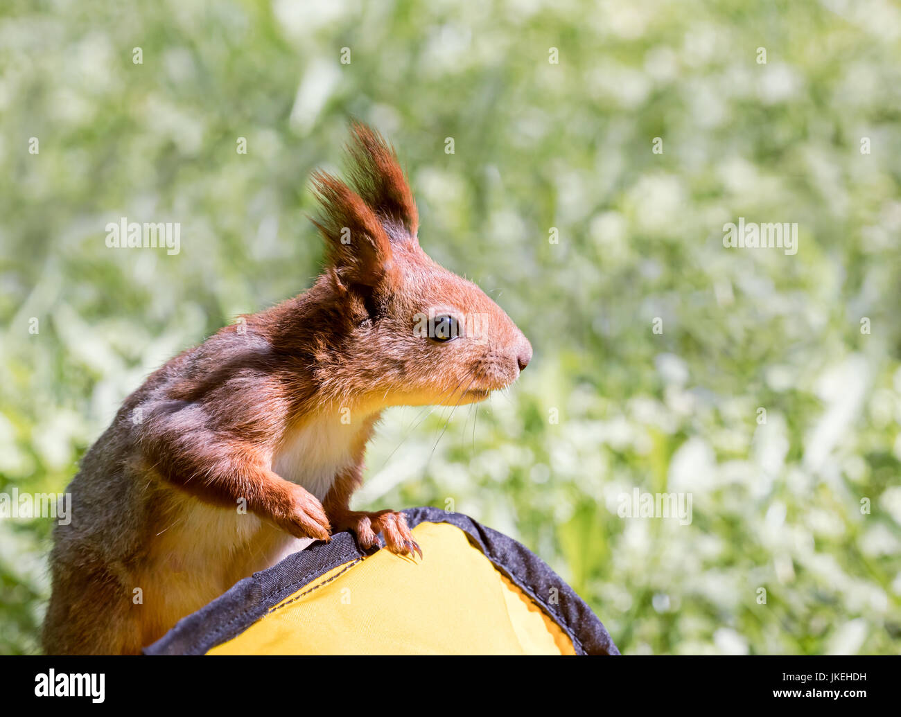 Funny squirrel looking camera hi-res stock photography and images - Alamy