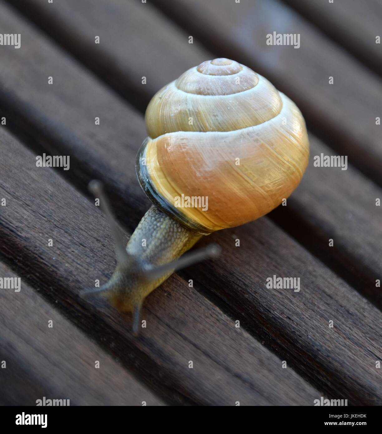 Helix pomatia, Gastropoda, snails Stock Photo - Alamy