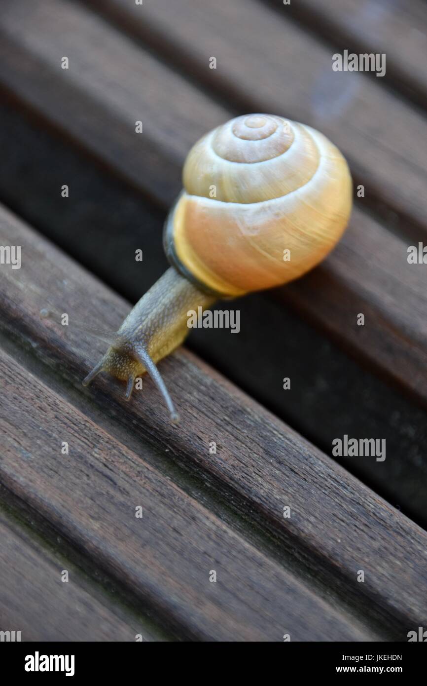 Dextral coiling shell snail hi-res stock photography and images - Alamy