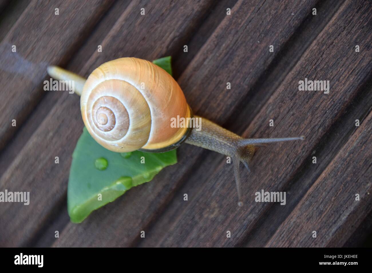 Dextral coiling shell snail hi-res stock photography and images - Alamy