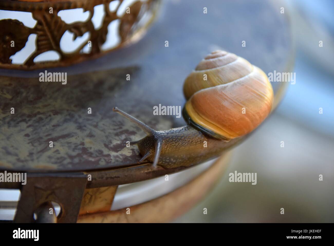 Helix pomatia, Gastropoda, snails Stock Photo - Alamy
