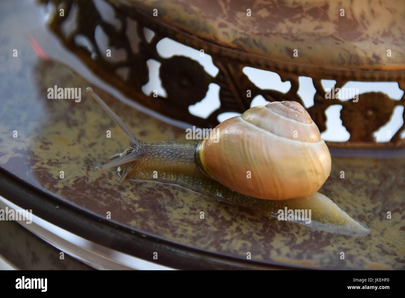 Dextral coiling shell snail hi-res stock photography and images - Alamy