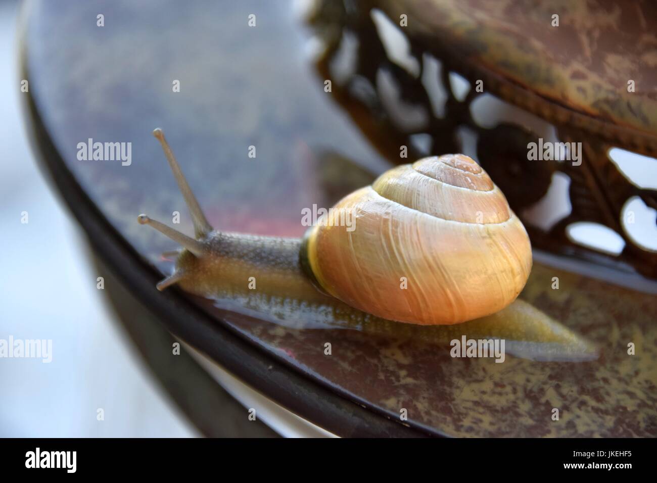 Helix pomatia, Gastropoda, snails Stock Photo - Alamy