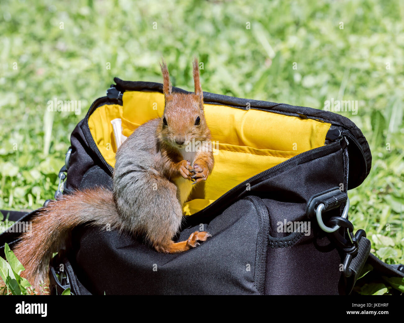 wild red squirrel sitting on bag in the city park on blurred green ...