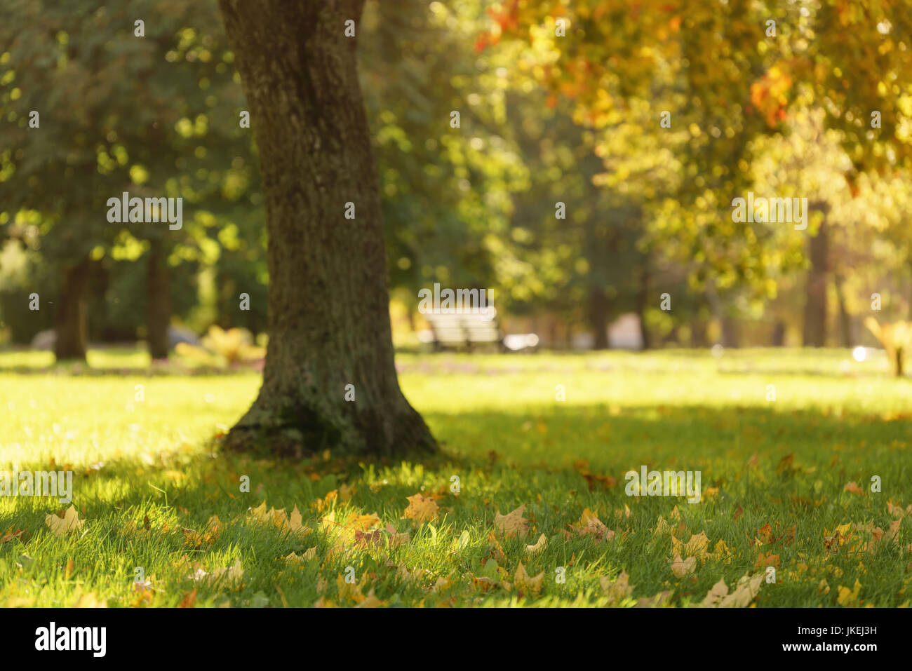 fallen autumn leaves on grass in sunny morning in park Stock Photo - Alamy