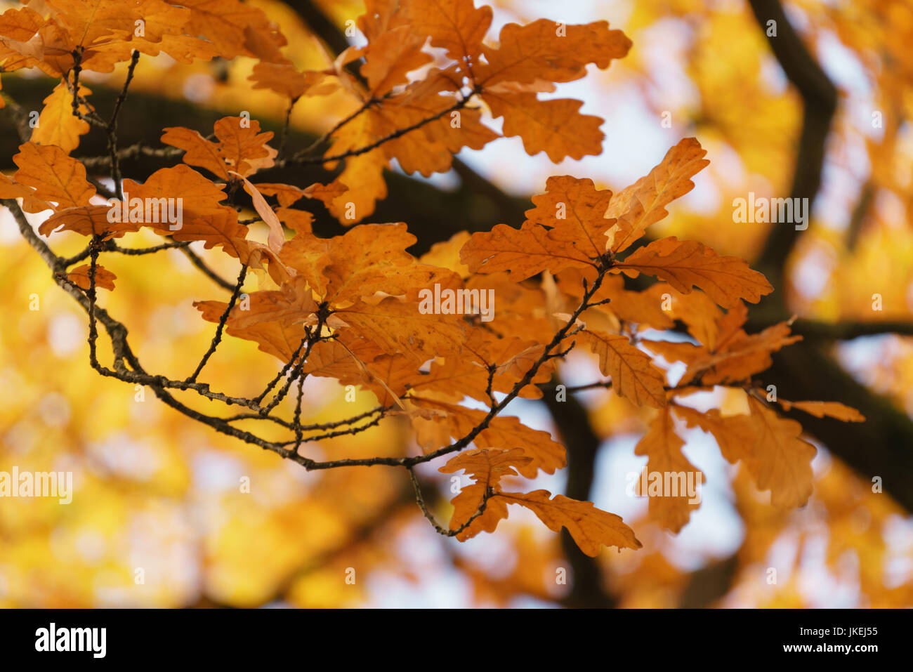 Red oak tree leaves sway hi-res stock photography and images - Alamy