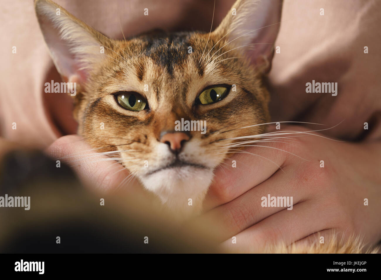 Teen girl with sad abyssinian cat on knees sitting on couch Stock Photo ...