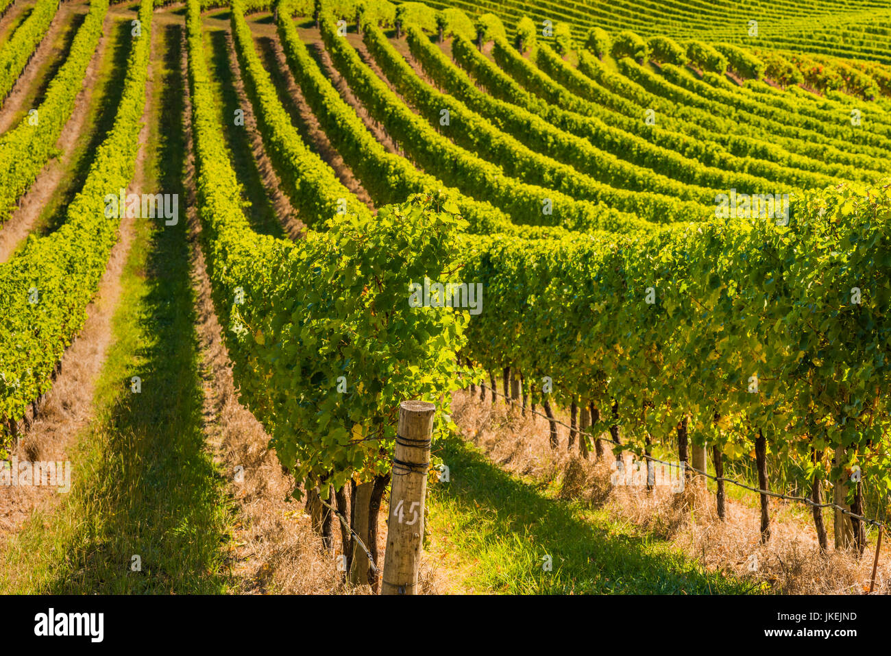 Adelaide hills australia winery hi-res stock photography and images - Alamy
