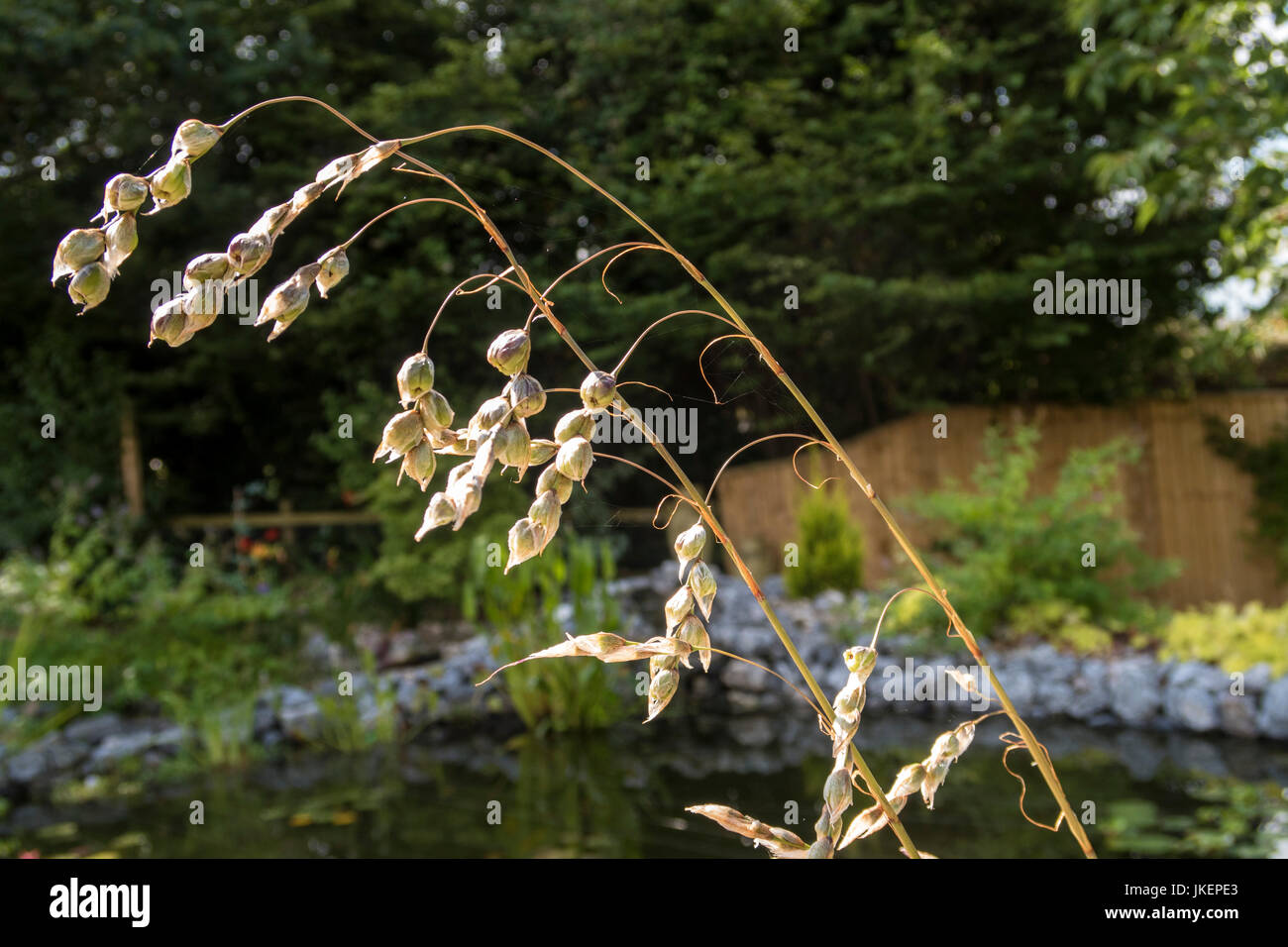 Dierama Merlin - Angels Fishing Rods, wandflower, an attractive grass ...