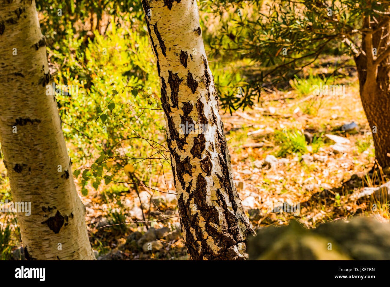 Silver Banksia Tree with its distinctive bark in the Mount Lofty ...