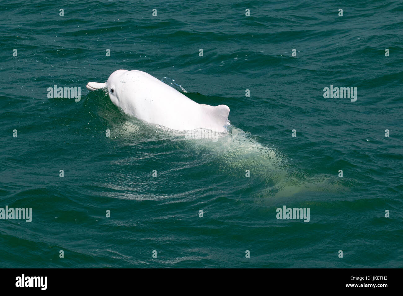 Indo-Pacific Humpback Dolphin (Sousa chinensis) surfacing in Hong Kong ...