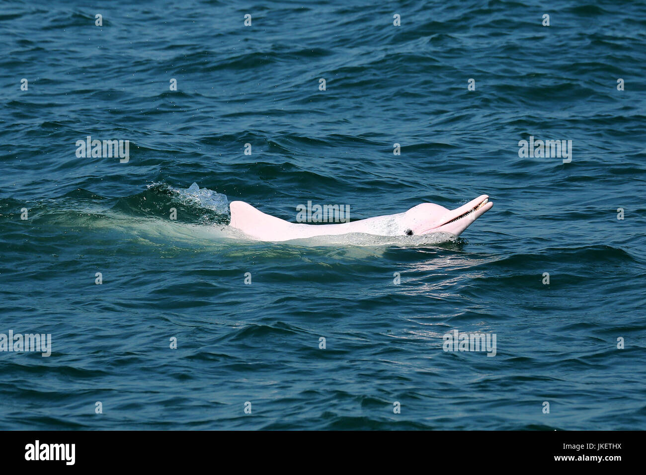Indo-Pacific Humpback Dolphin (Sousa chinensis) surfacing with a fish ...