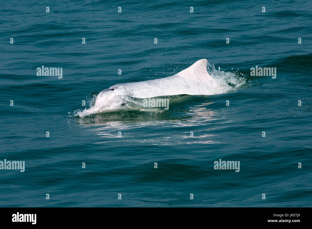 Indo-Pacific Humpback Dolphin (Sousa Chinensis) surfacing in Hong Kong ...