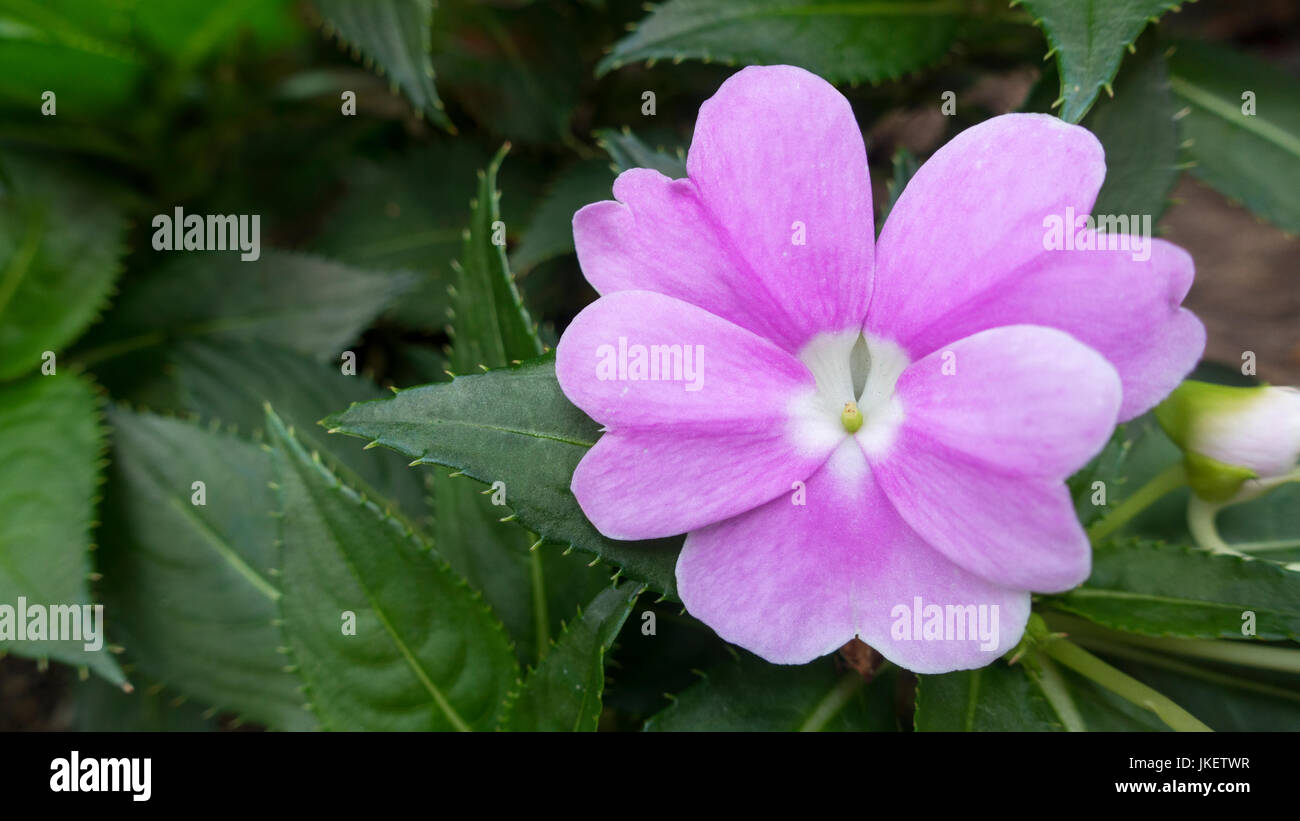 Pink flower with leaves hi-res stock photography and images - Alamy