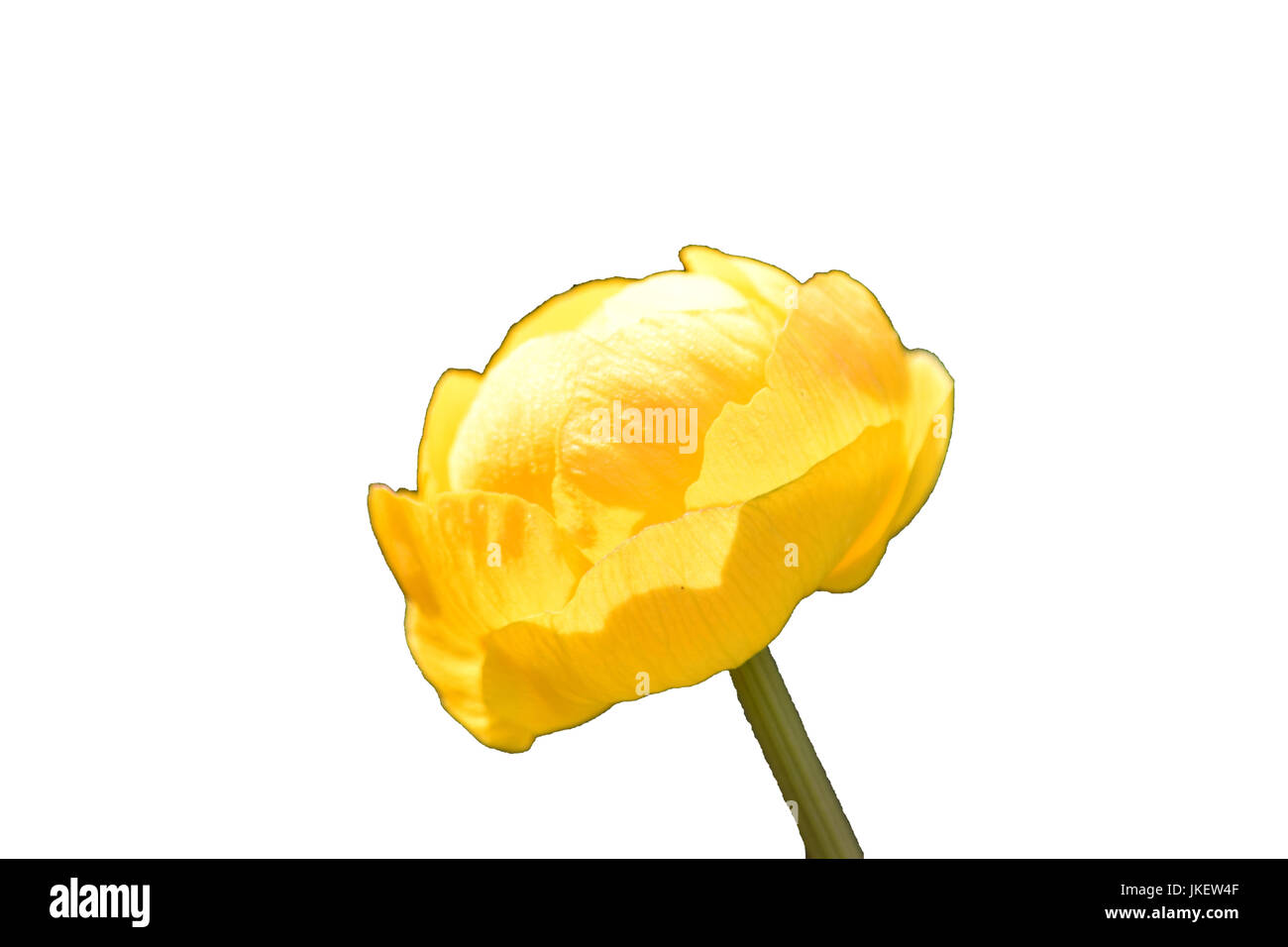 Flower isolated on white background Stock Photo - Alamy