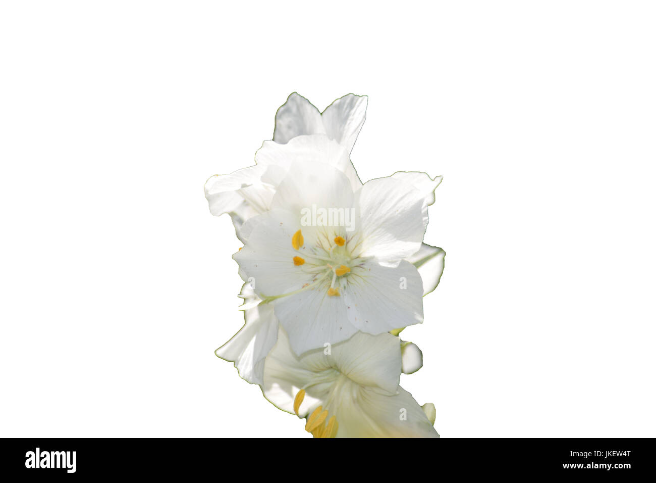 Flower isolated on white background Stock Photo - Alamy