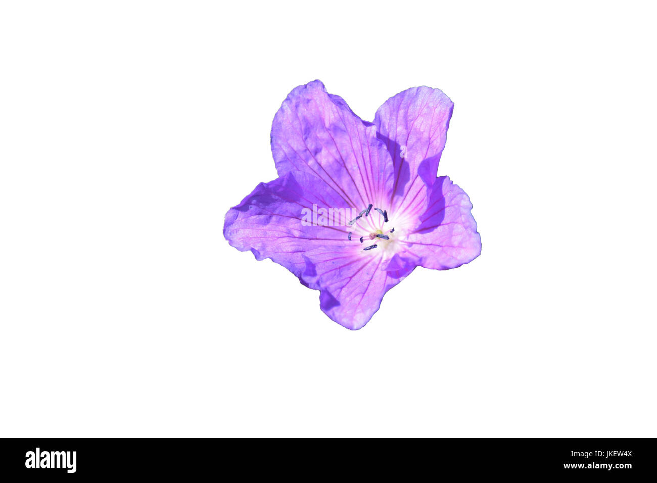 Flower isolated on white background Stock Photo - Alamy