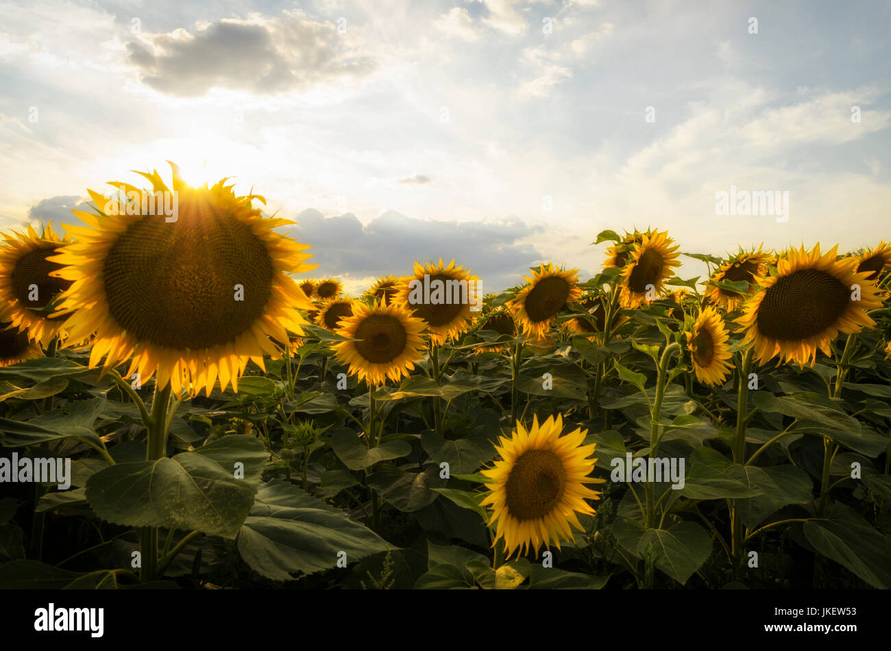 sunflower scene outdoor in summer Stock Photo - Alamy
