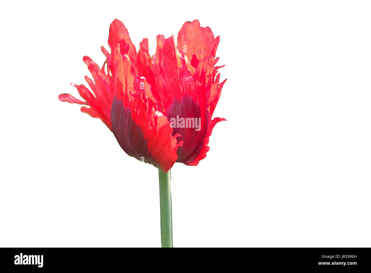 Ragged red poppy, isolated on white Stock Photo - Alamy