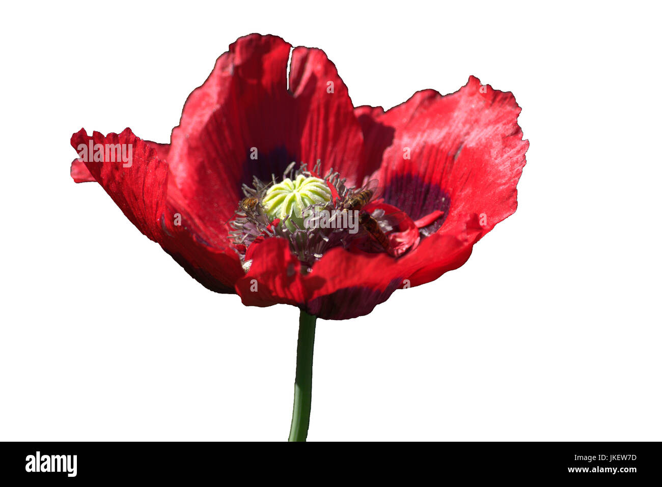 Ragged poppy hi-res stock photography and images - Alamy