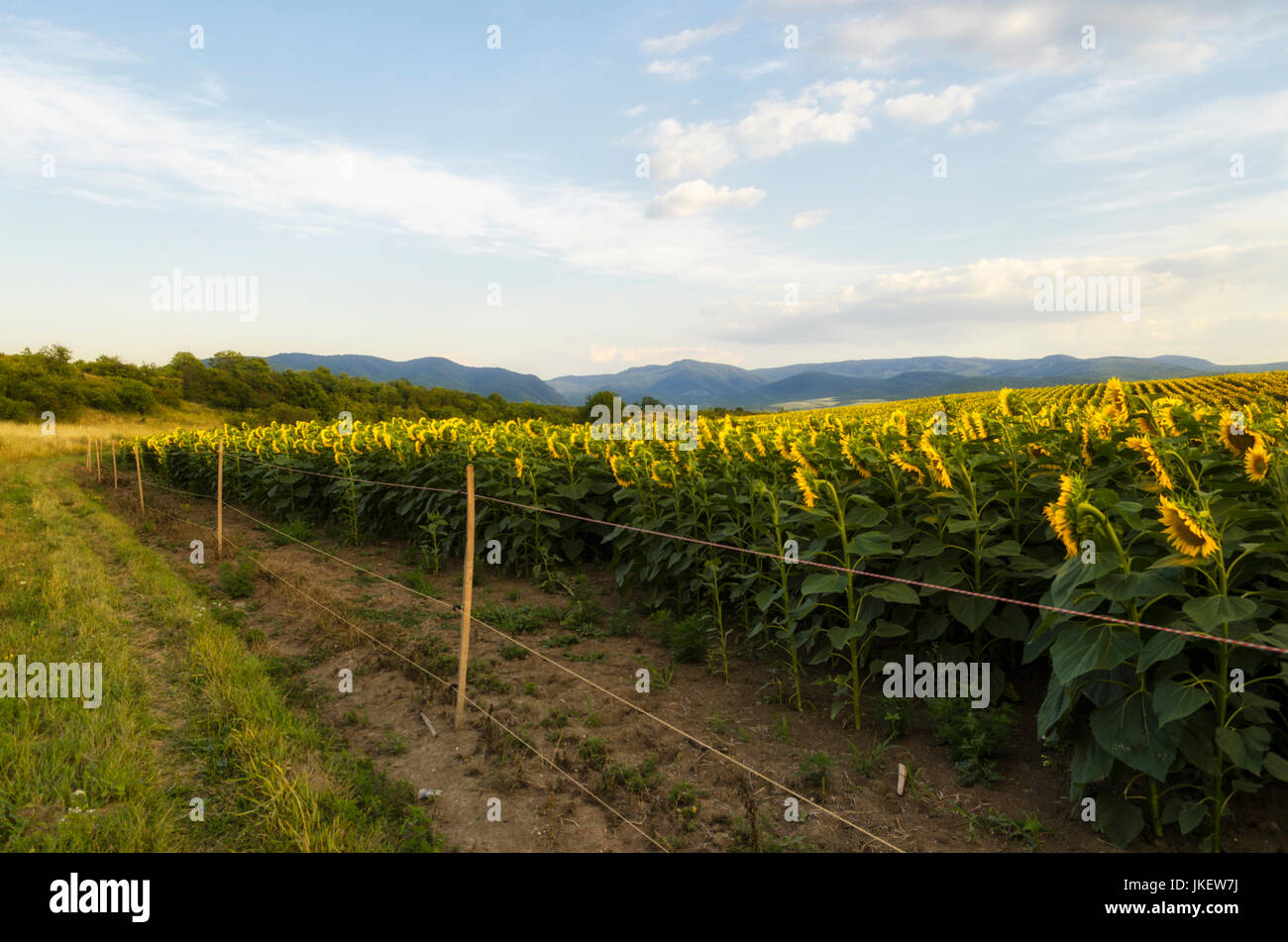sunflower scene outdoor in summer Stock Photo - Alamy