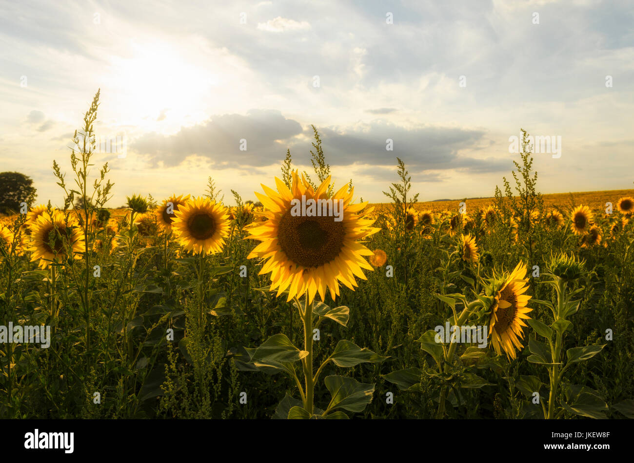 sunflower scene outdoor in summer Stock Photo - Alamy