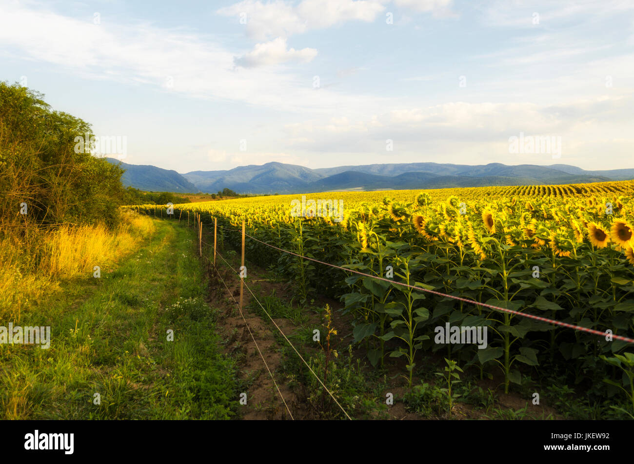 sunflower scene outdoor in summer Stock Photo - Alamy