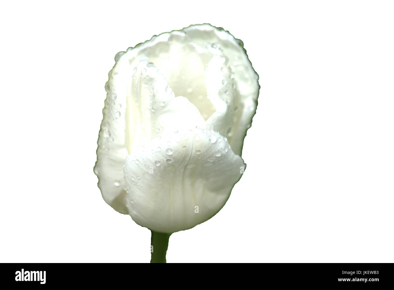Flower isolated on white Stock Photo - Alamy