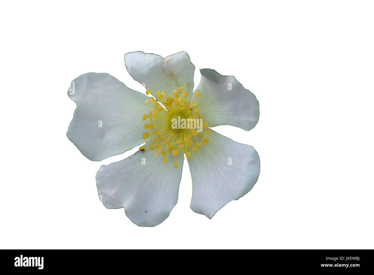 Flower isolated on white Stock Photo - Alamy