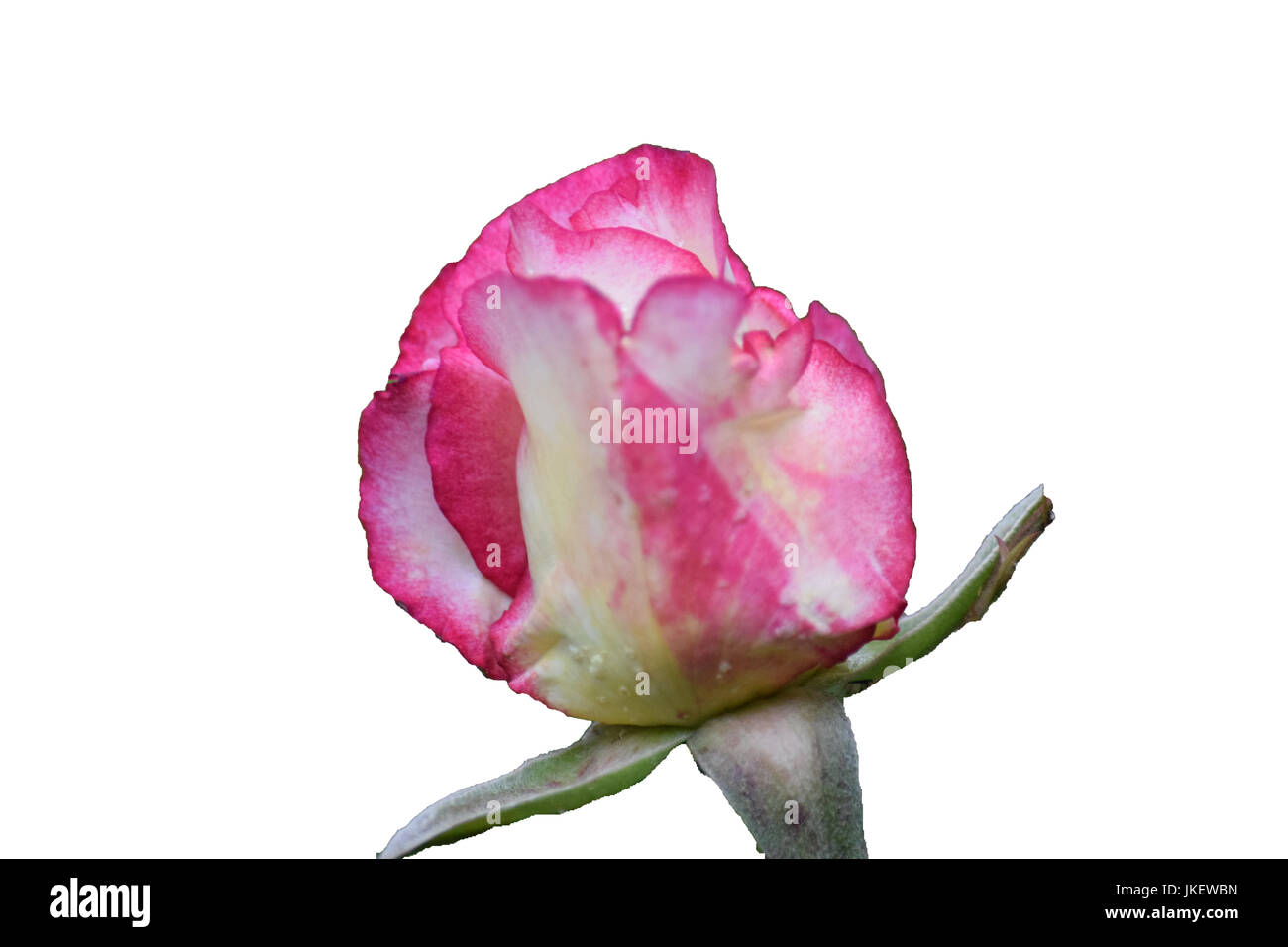 Flower isolated on white Stock Photo - Alamy