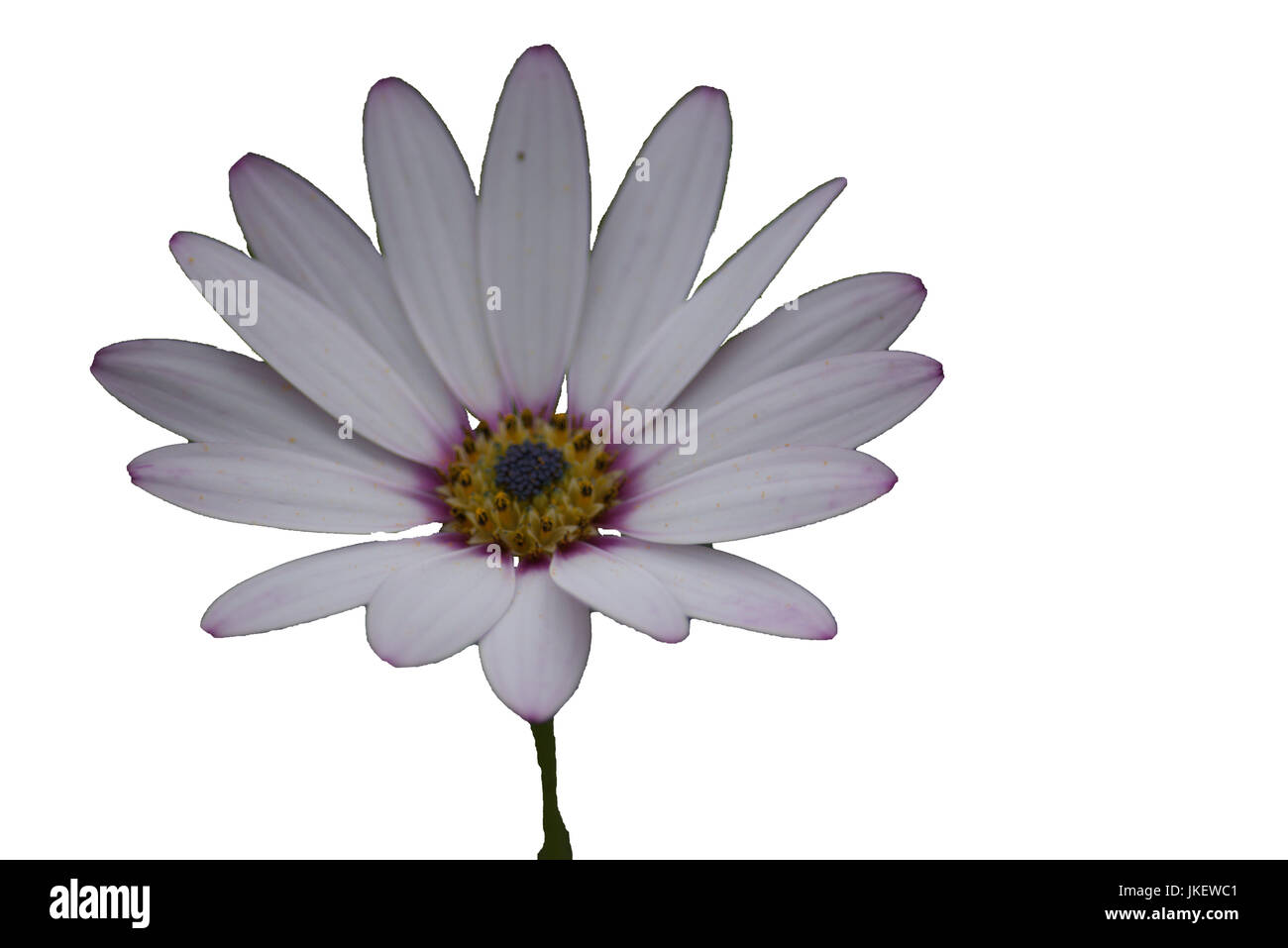 Flower isolated on white Stock Photo - Alamy