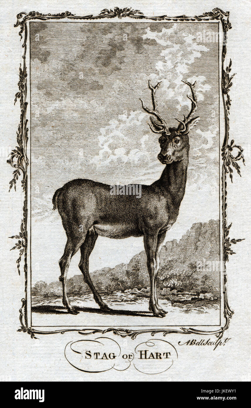 1770 Buffon Antique Animal Print: Hart Stag Deer Stock Photo - Alamy