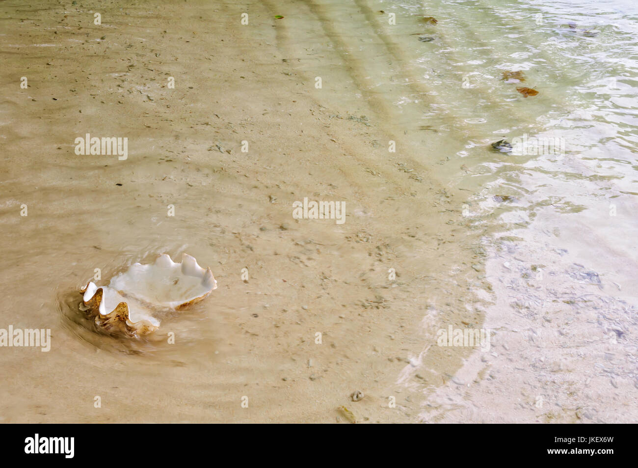 An empty open sea shell washed ashore - Espiritu Santo, Vanuatu Stock ...